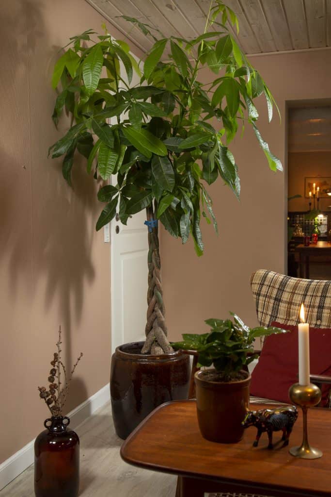 Lykkekastanje - Pasning af det populære træ (Pachira aquatica)