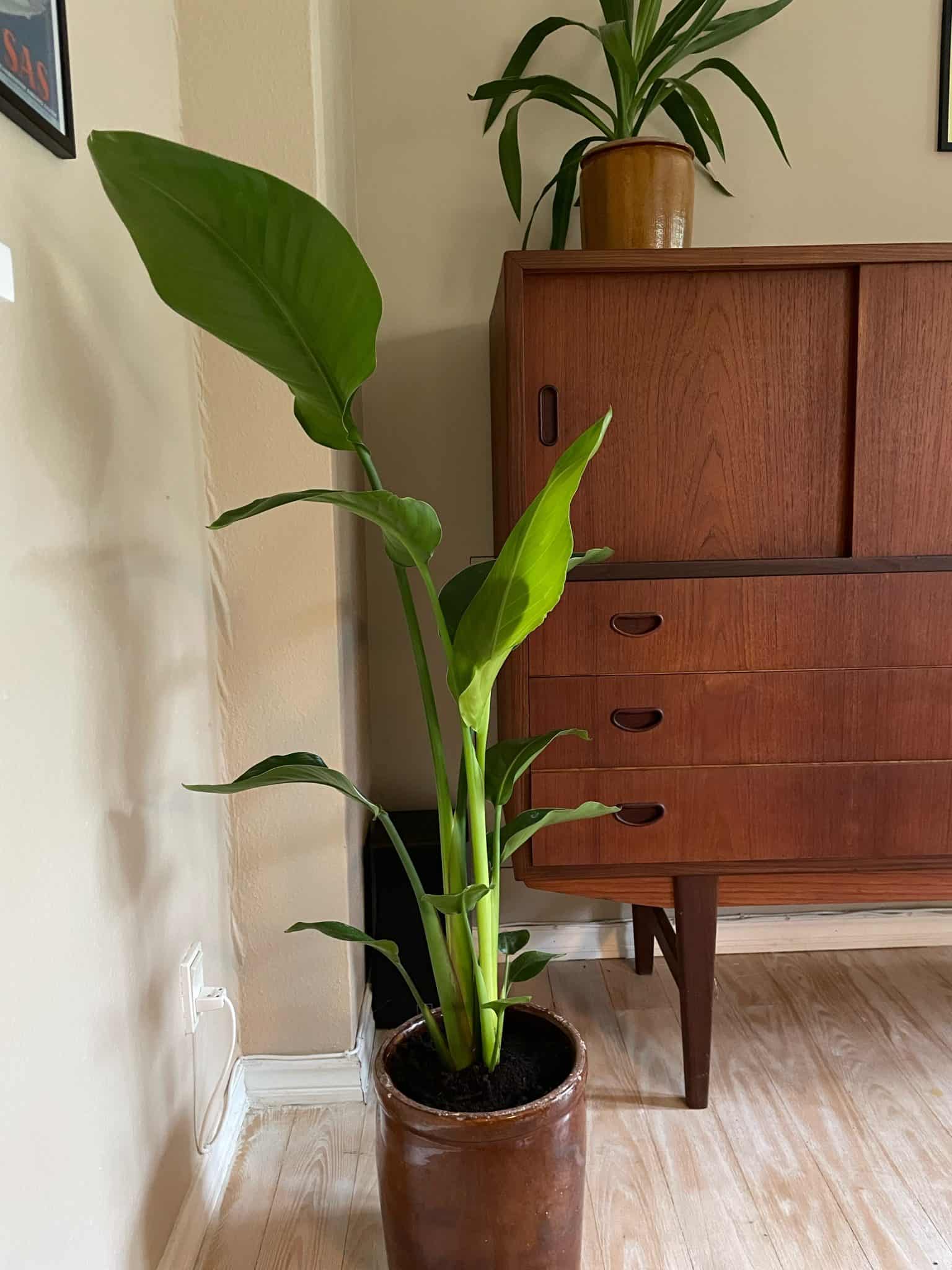 Strelitzia - Pasning den populære Paradisfugl - Strelitzia Nicolai