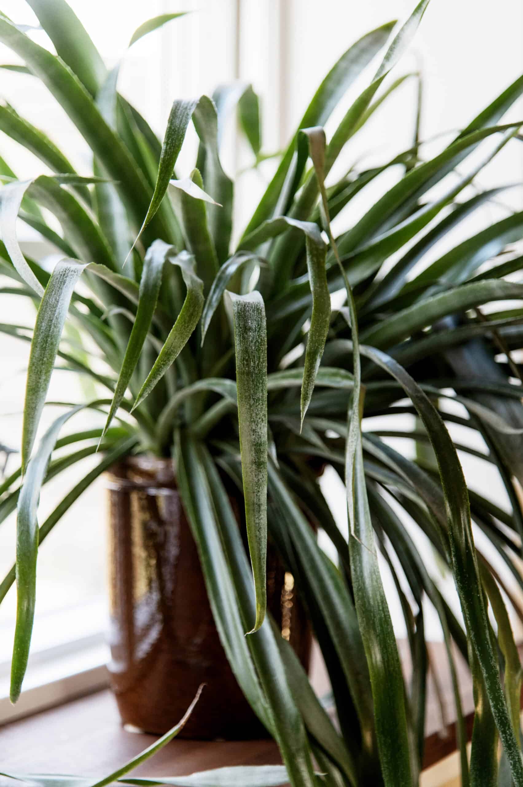 Indret dit hjem med grønne stueplanter I Skab en skøn stemning
