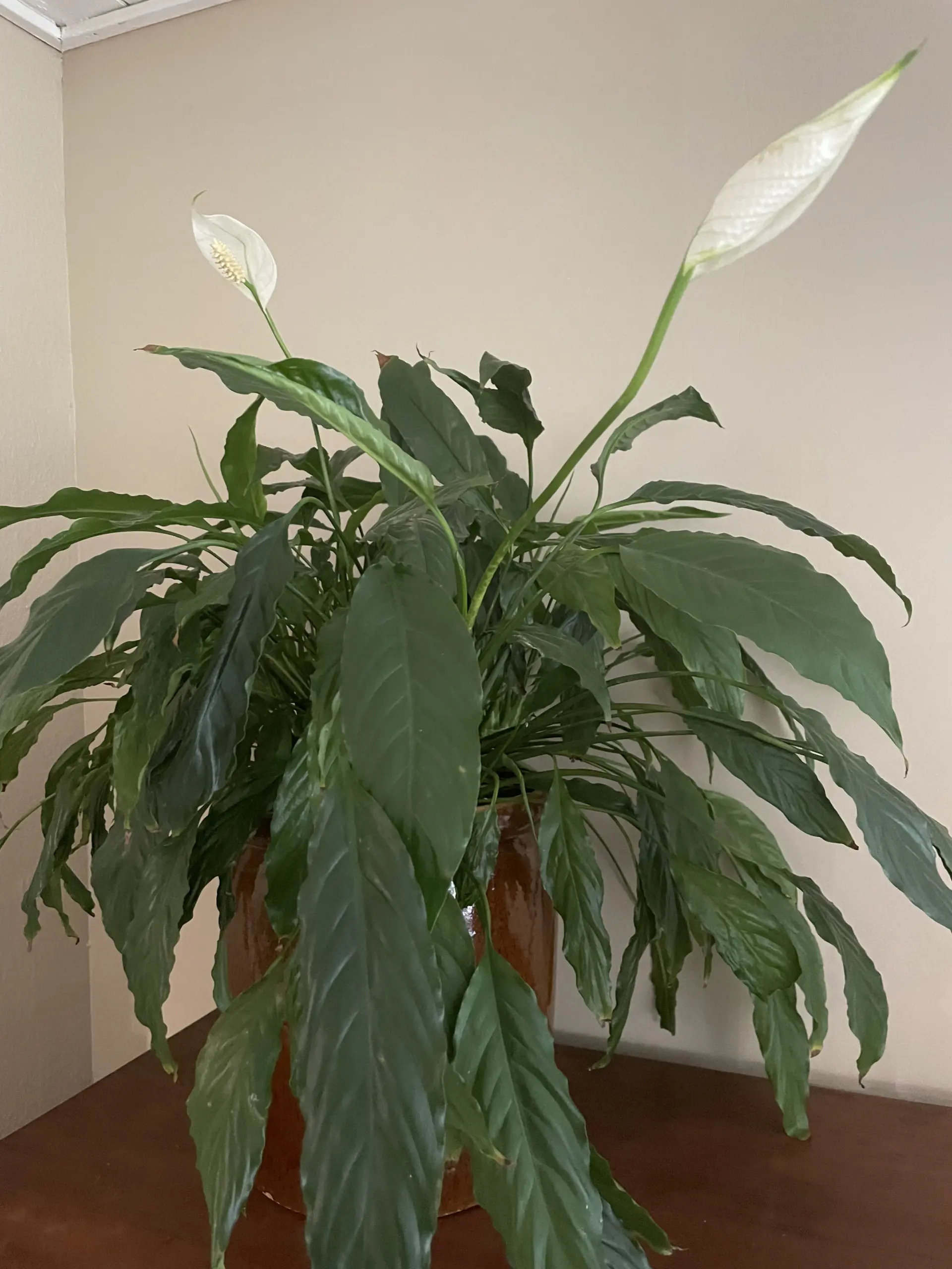 Stueplanter Der Blomstre I L r Om De Smukke Blomstrende Planter Stueplanter Der Blomstre I L r Om De Smukke Blomstrende Planter