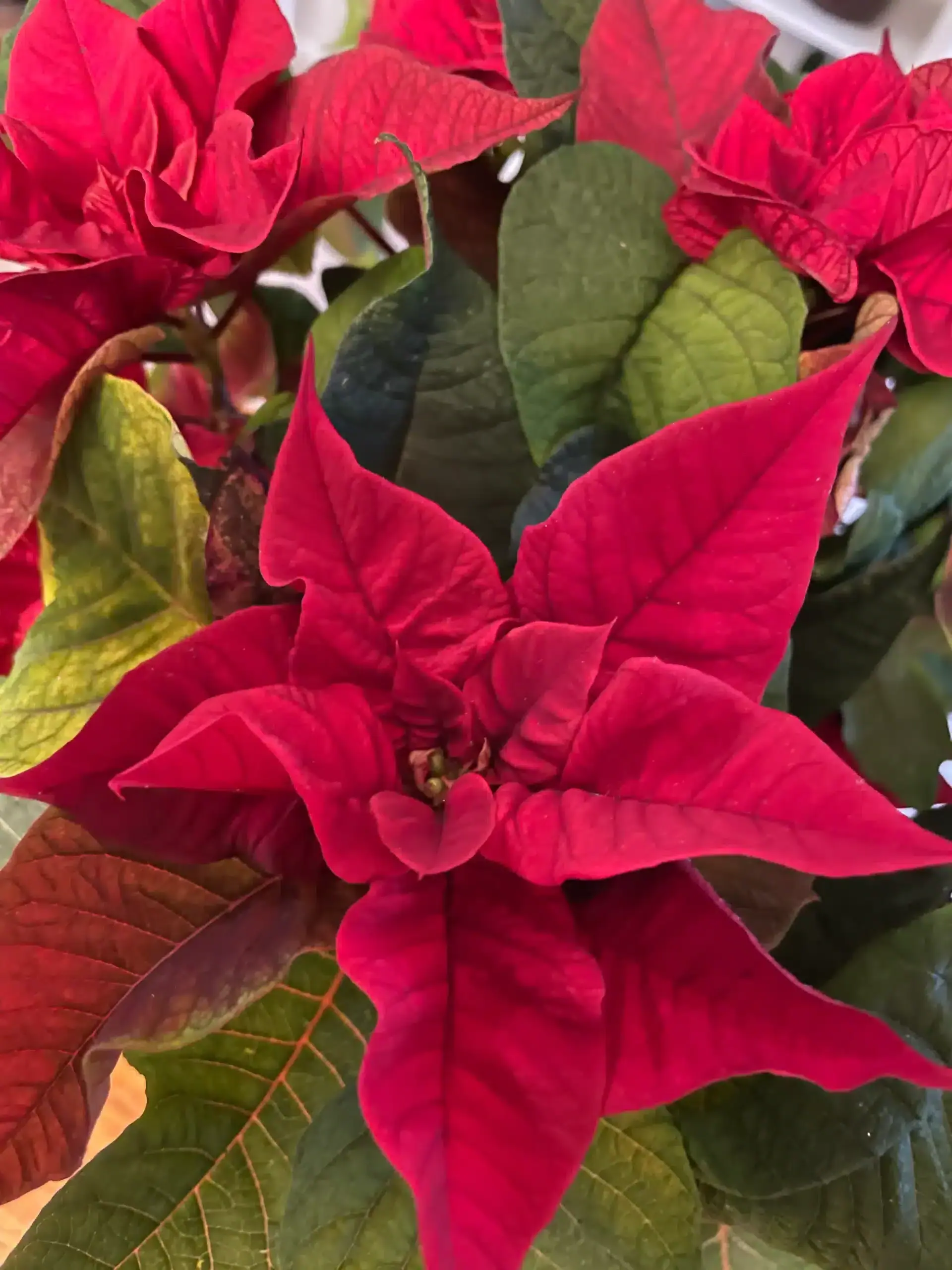 Julestjerne - Pasning af den fine stueplanter der skaber juleglæde