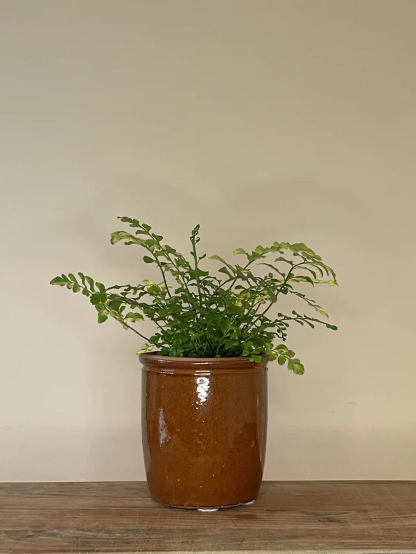 Bregne - En smuk stueplante der er kendt for sine dekorative blade